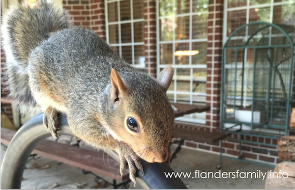 Raising Squirrels (Monday Mailbag) - Flanders Family Home Life
