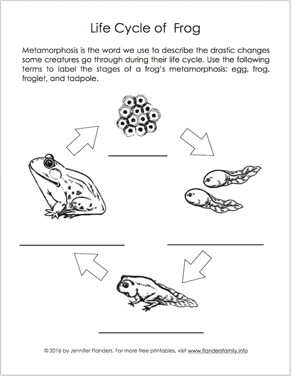 Free Printable Frog Themed Activity Sheets - Flanders Family Home Life