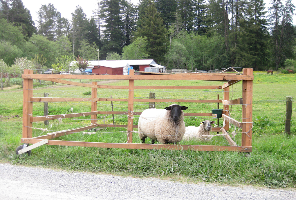 Sheep Pen Gate
