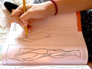 Cognitive Drawing (Timberdoodle Review) - Flanders Family Homelife